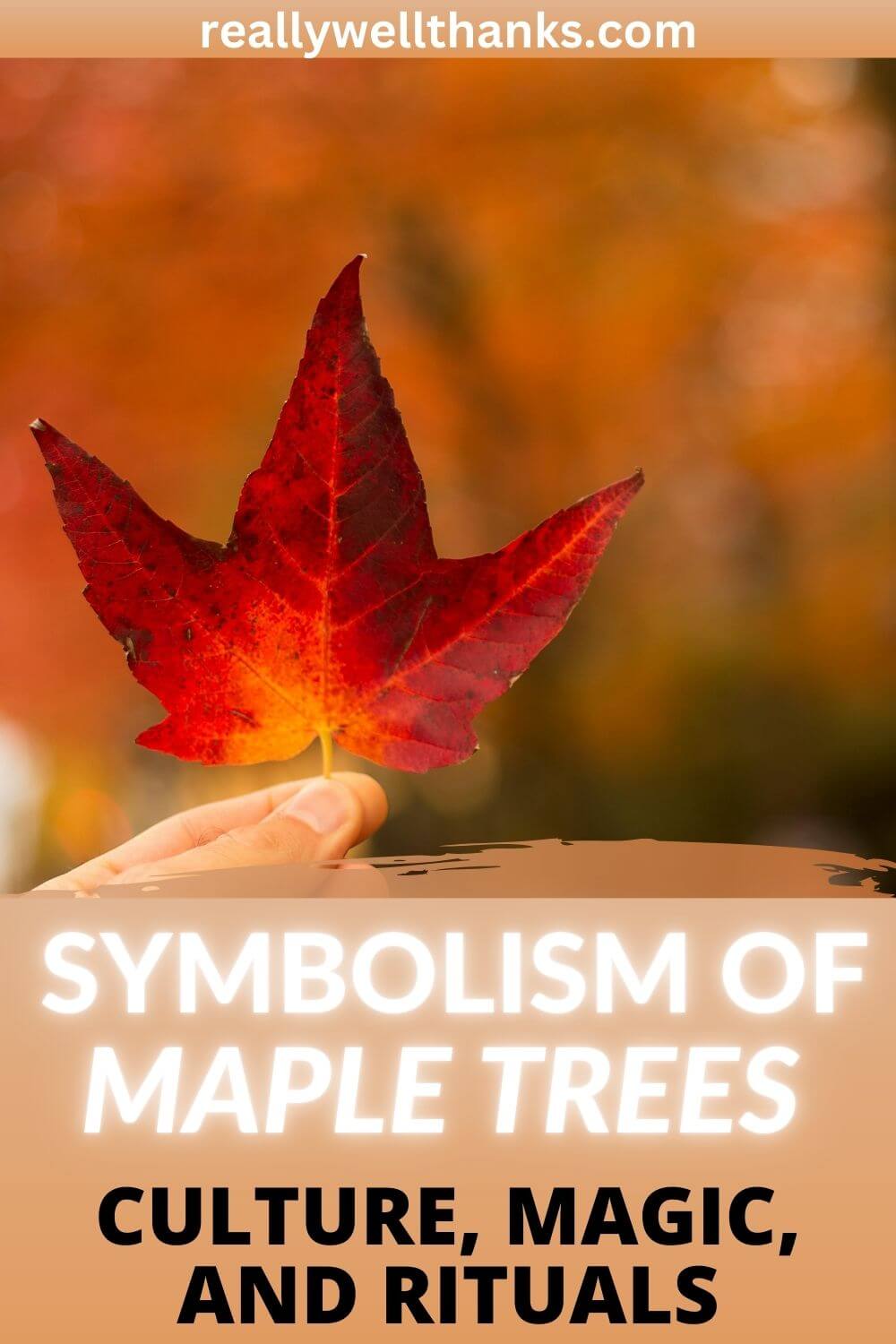 Symbolism of Maple Tree: Cultural + Magical Significance - really well ...
